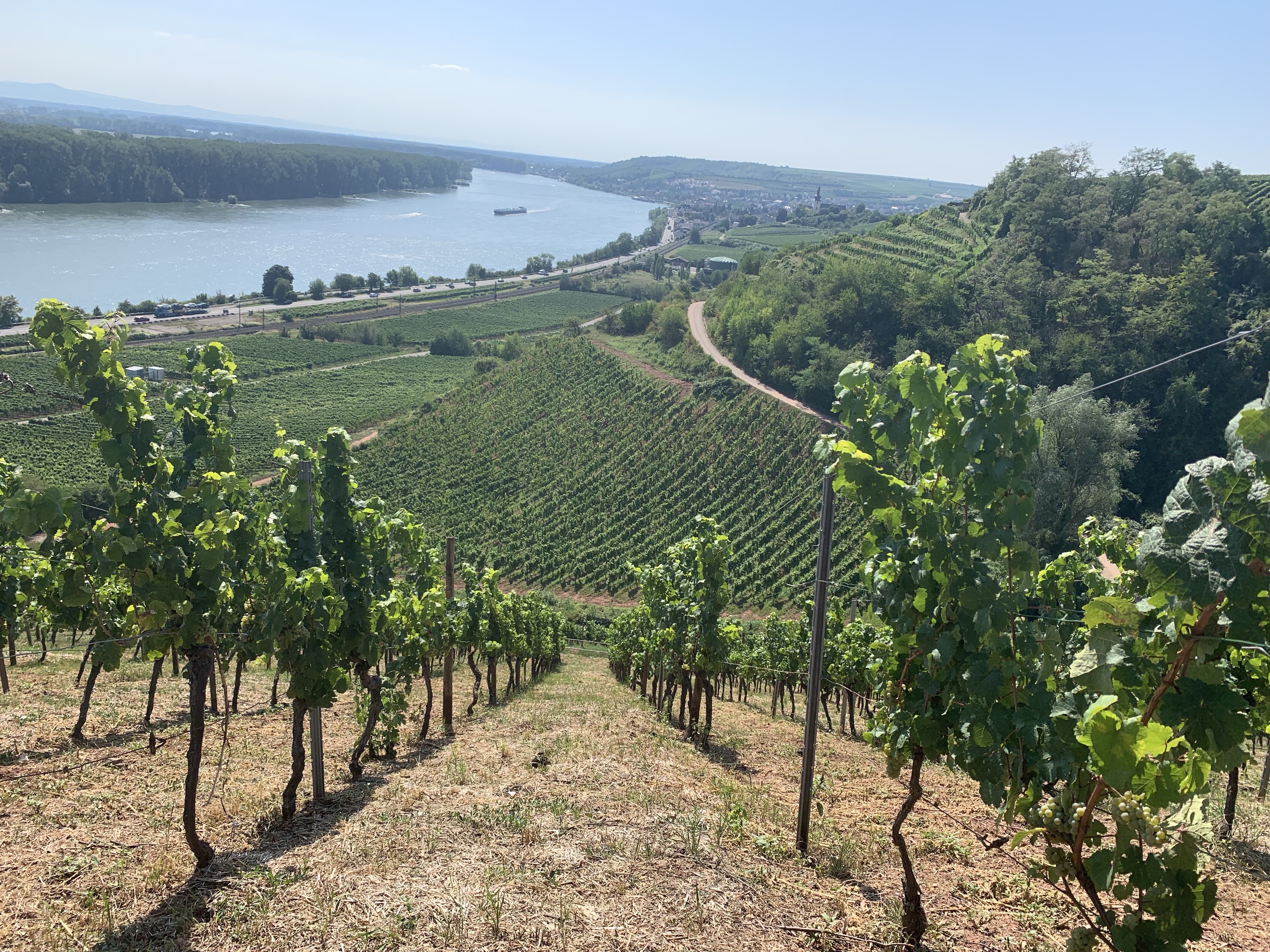 German Wine Regions