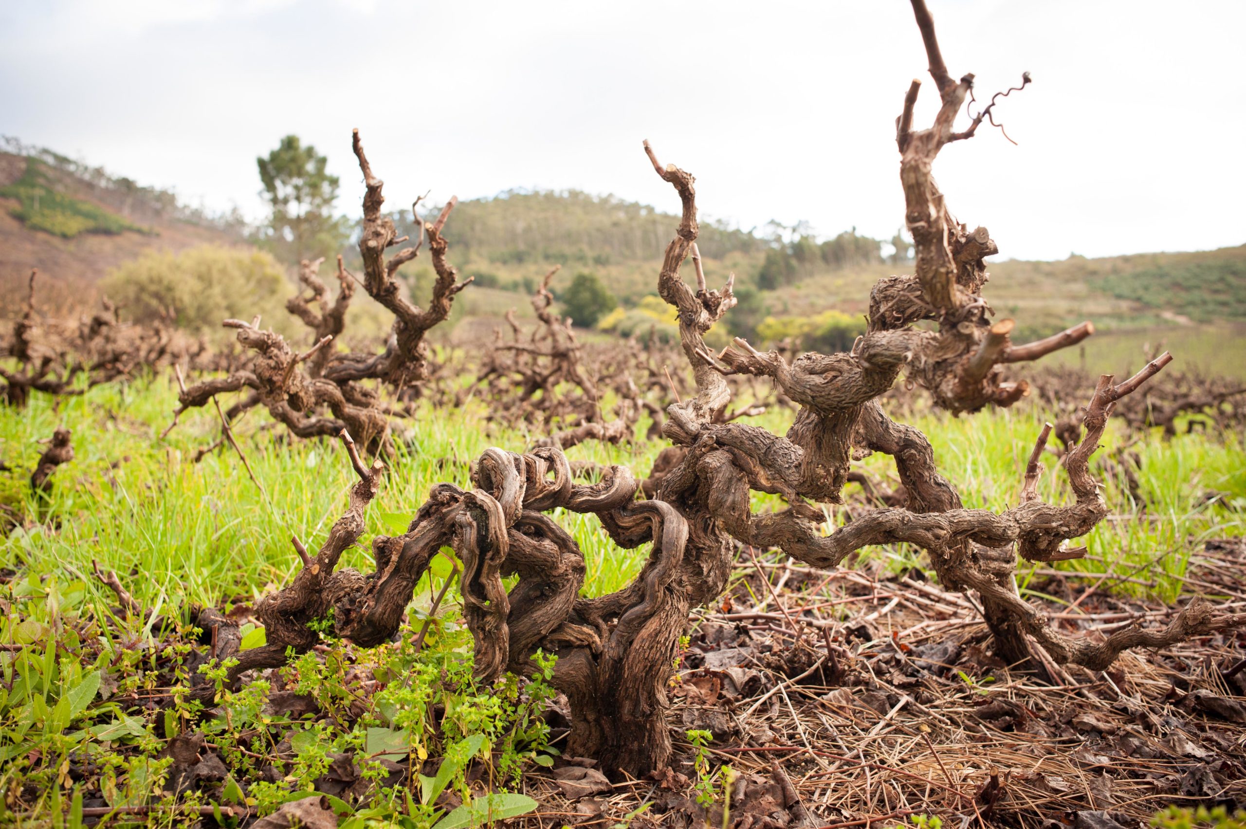 Research from University of Cape Town shows old vines add value - Liz ...