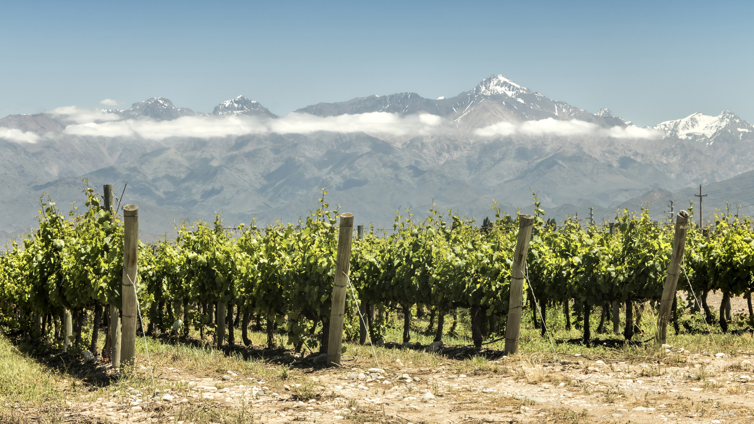 Chile in the process of setting up an “Organic Wine Growers ...