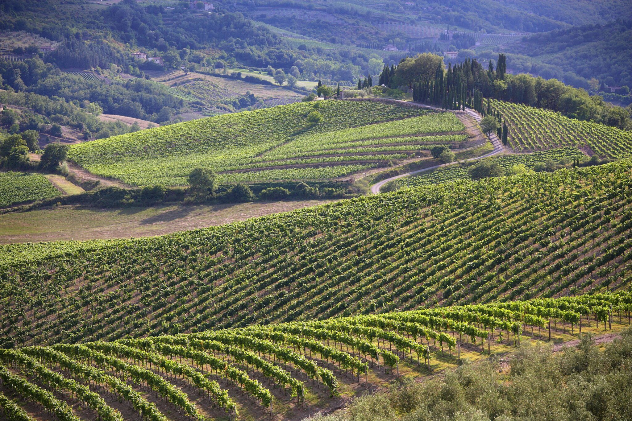 CHIANTI CLASSICO, THE EVALUATION OF ONE OF THE MOST SPECTACULAR WINE ...